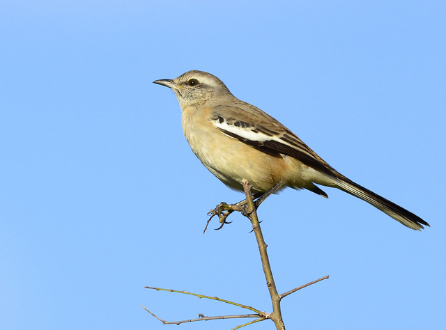 Foto calhandra-de-três-rabos (Mimus triurus) Por Renato Grimm | Wiki ...