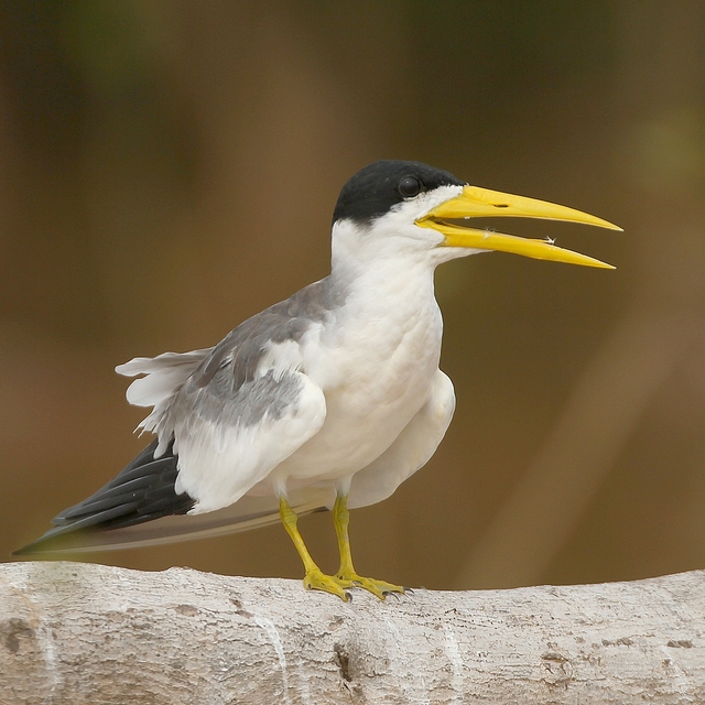 trinta-réis-grande (Phaetusa simplex) | WikiAves - A Enciclopédia das ...