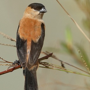 caboclinho (Sporophila bouvreuil) | WikiAves - A Enciclopédia das Aves ...