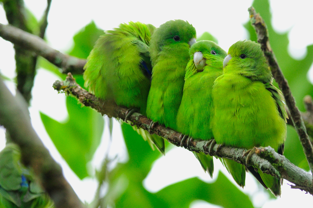 tuim (Forpus xanthopterygius) | WikiAves - A Enciclopédia das Aves do ...