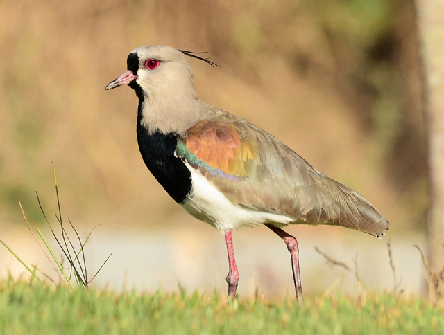 Foto quero-quero (Vanellus chilensis) Por Paulo Dellalio | Wiki Aves ...