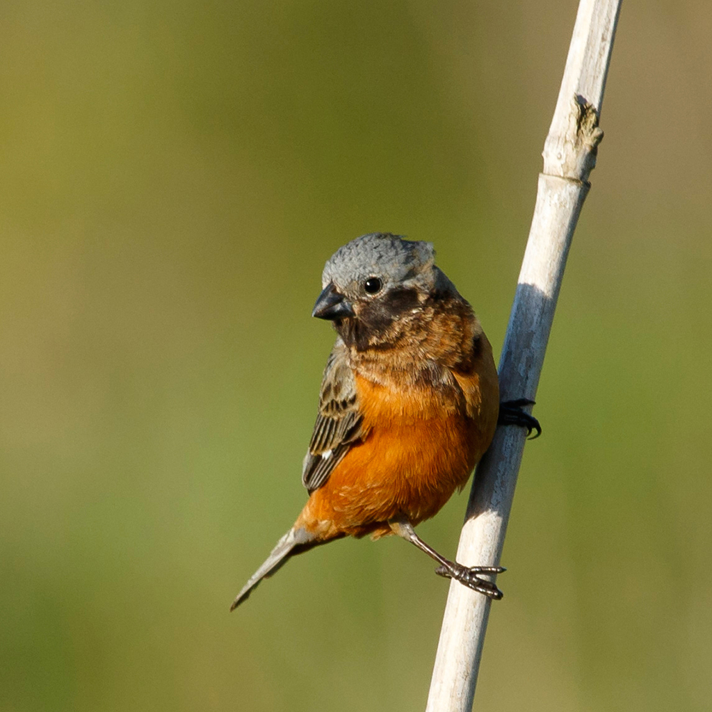 Foto caboclinho-de-papo-escuro (Sporophila ruficollis) Por Richard ...