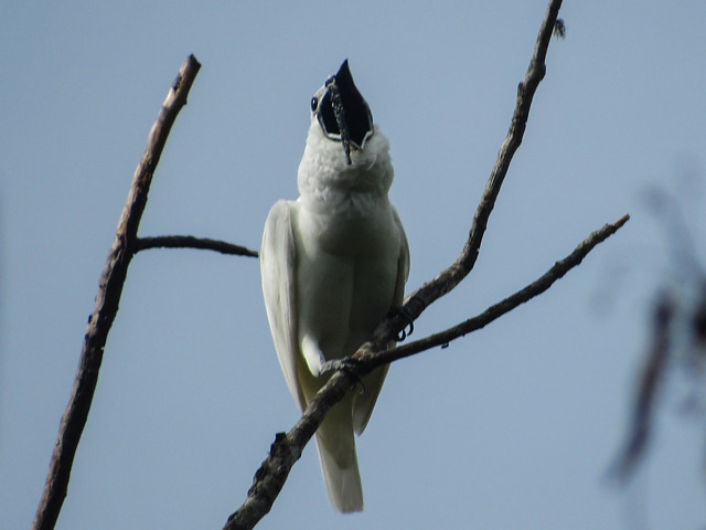 Foto araponga-da-amazônia (Procnias albus) Por Ronilson Cavalcante ...