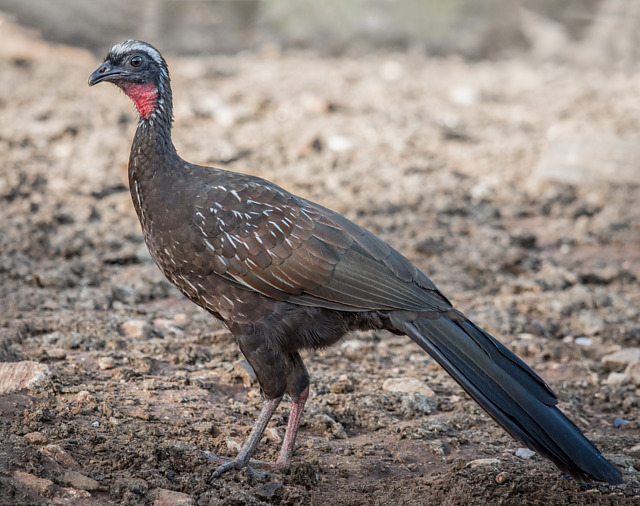 Foto jacucaca (Penelope jacucaca) Por Lucas_Carvalho | Wiki Aves - A ...