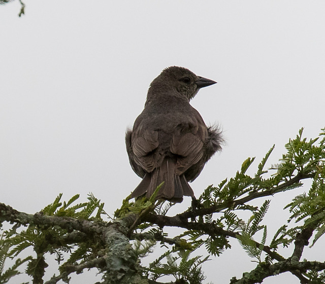 Foto chupim (Molothrus bonariensis) Por Cárin Duarte | Wiki Aves - A ...