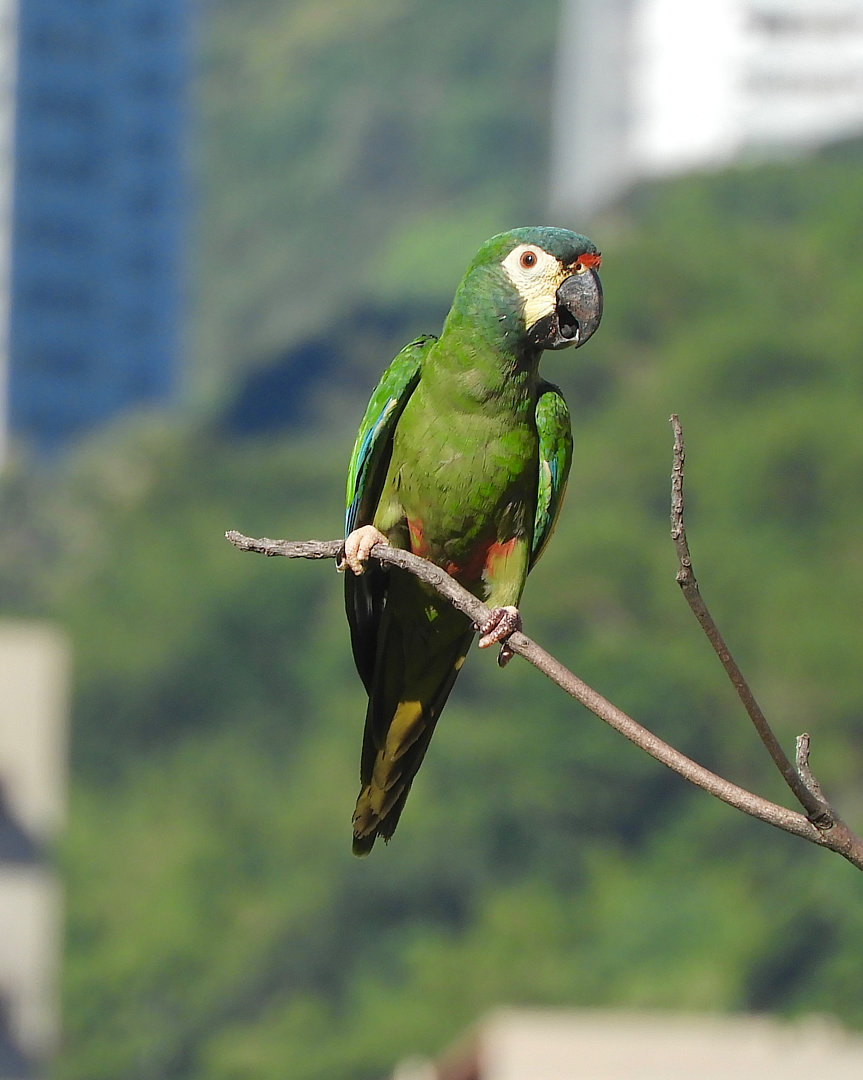 Foto maracanã (Primolius maracana) Por Julio Batista | Wiki Aves - A ...