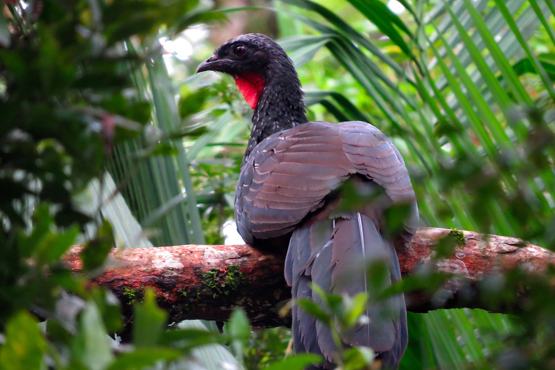 Foto jacuguaçu (Penelope obscura) Por Paola Alves Barcik | Wiki Aves ...