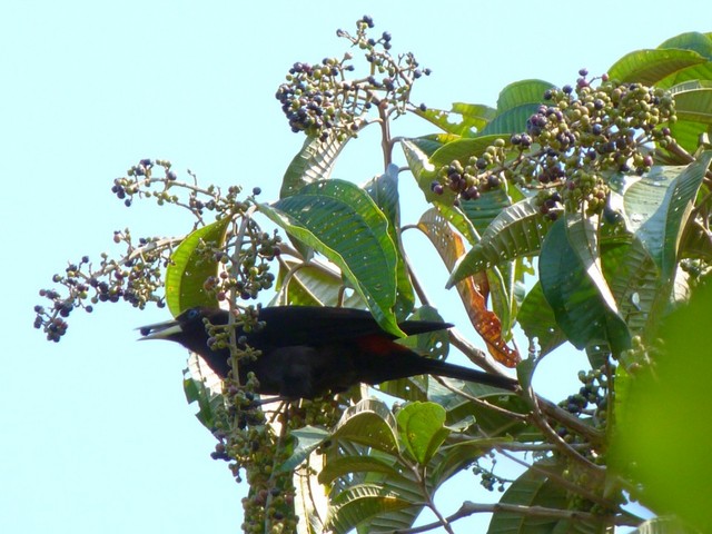 Foto guaxe (Cacicus haemorrhous) Por Bruno Ribeiro | Wiki Aves - A ...