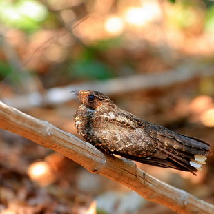 bacurau-de-lajeado (Nyctidromus nigrescens) | WikiAves - A Enciclopédia ...