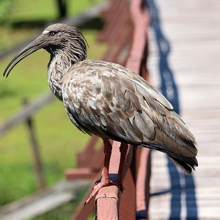 curicaca-real (Theristicus caerulescens) | WikiAves - A Enciclopédia ...