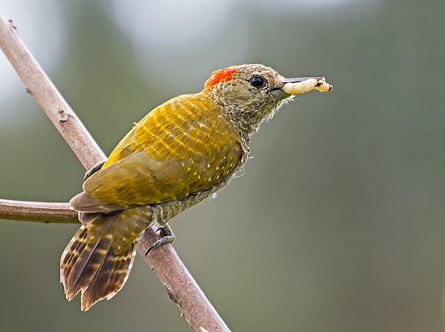 Foto pica-pau-pequeno (Veniliornis passerinus) Por Mariza Sanches ...