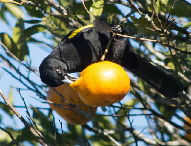 Foto tecelão (Cacicus chrysopterus) Por Ivan Brondani | Wiki Aves - A ...