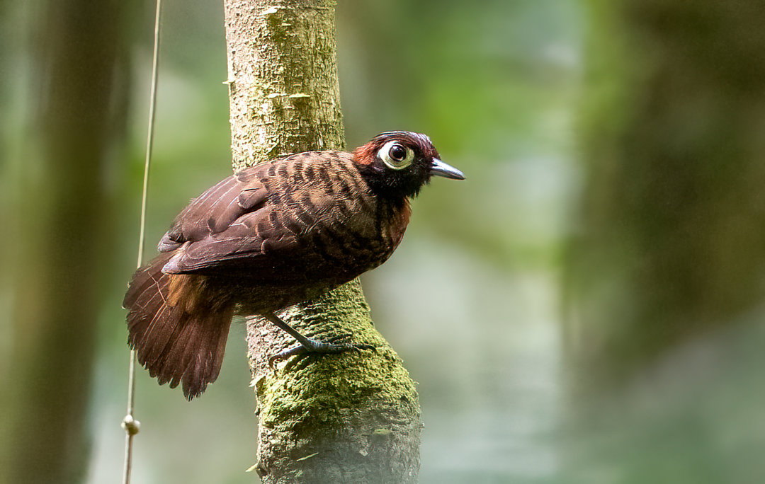 Foto mãe-de-taoca-arlequim (Rhegmatorhina berlepschi) Por Fernando ...