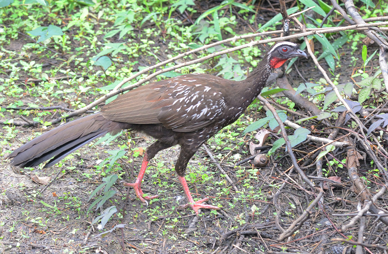 Foto jacucaca (Penelope jacucaca) Por J. Augusto Alves | Wiki Aves - A ...