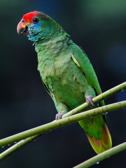 chauá (Amazona rhodocorytha) | WikiAves - A Enciclopédia das Aves do Brasil