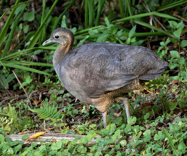 Foto macuco (Tinamus solitarius) Por Paulo Cunha Pereira | Wiki Aves ...