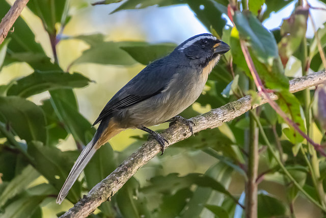Foto bico-grosso (Saltator maxillosus) Por Flavio Queiros | Wiki Aves ...