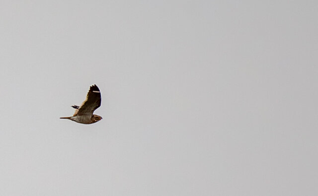 Foto bacurauzinho (Nannochordeiles pusillus) Por Luiz S. Pires | Wiki ...