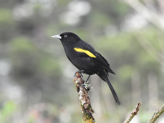 Foto tecelão (Cacicus chrysopterus) Por Melissa Alves | Wiki Aves - A ...