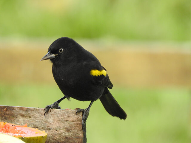 Foto tecelão (Cacicus chrysopterus) Por Melissa Alves | Wiki Aves - A ...