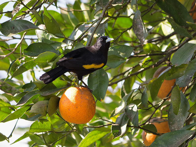 Foto tecelão (Cacicus chrysopterus) Por Luiz Veríssimo | Wiki Aves - A ...