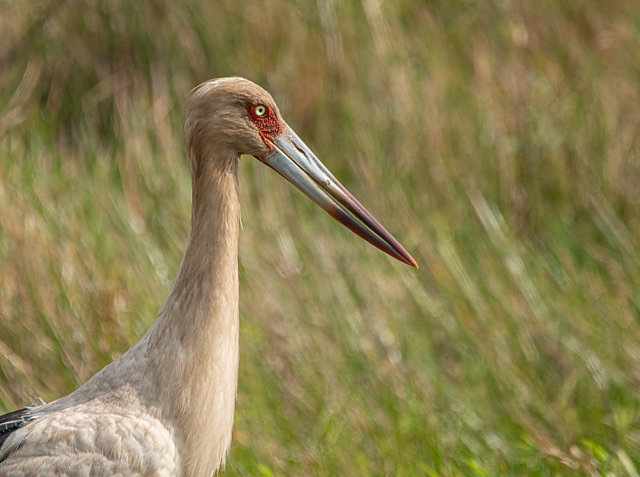 Foto maguari (Ciconia maguari) Por José Pireni | Wiki Aves - A ...