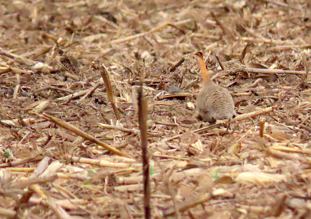 Foto perdiz (Rhynchotus rufescens) Por Sonia Furtado | Wiki Aves - A ...