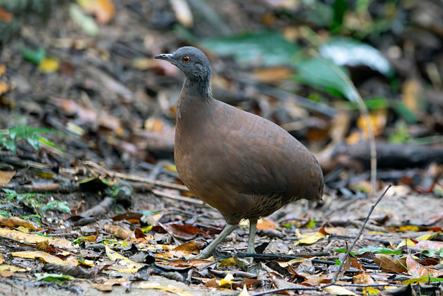 Foto inhambuguaçu (Crypturellus obsoletus) Por Carlos Vieira. | Wiki ...
