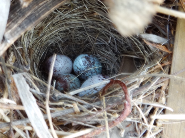 Foto chupim (Molothrus bonariensis) Por José Prado | Wiki Aves - A ...