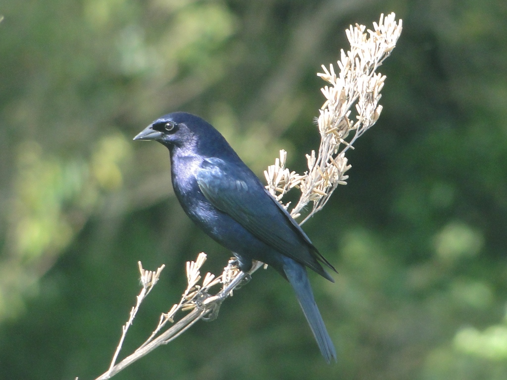 Foto chupim (Molothrus bonariensis) Por Gustavo Gomes | Wiki Aves - A ...