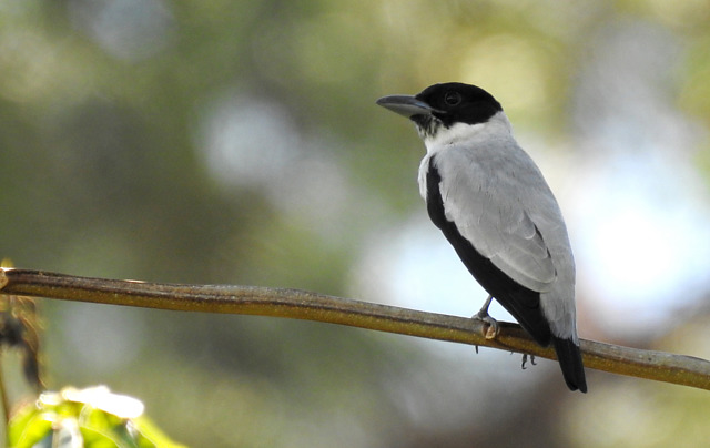 Foto anambé-branco-de-bochecha-parda (Tityra inquisitor) Por Luciano ...