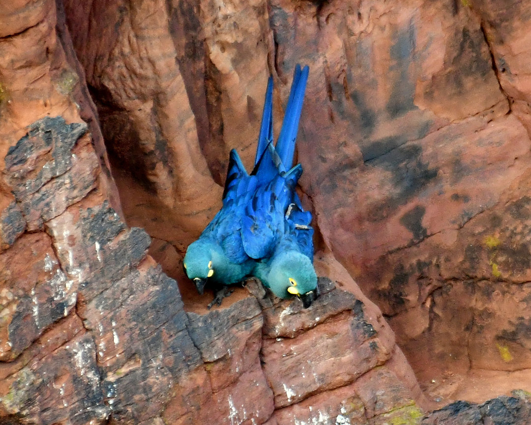 Foto arara-azul-de-lear (Anodorhynchus leari) Por Eliane Zaltman | Wiki ...