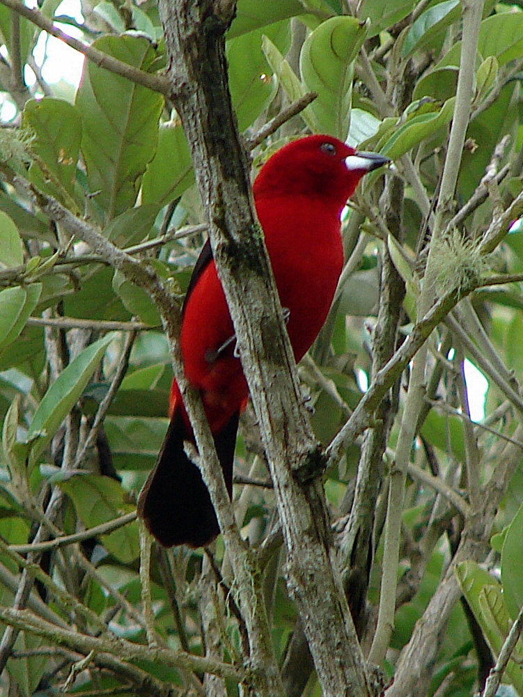 Foto tiê-sangue (Ramphocelus bresilia) Por Marcelo De Barros Pimentel ...