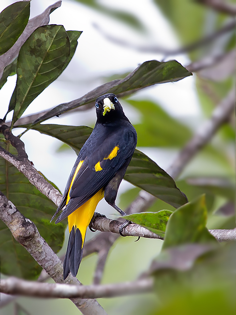 Foto xexéu (Cacicus cela) Por Júlio Silveira | Wiki Aves - A ...