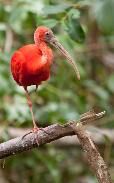 Foto guará (Eudocimus ruber) Por Johann Tascon | Wiki Aves - A ...