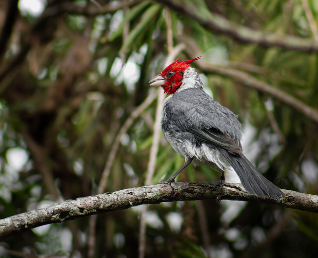 Foto cardeal (Paroaria coronata) Por Enéas G. Junior | Wiki Aves - A ...