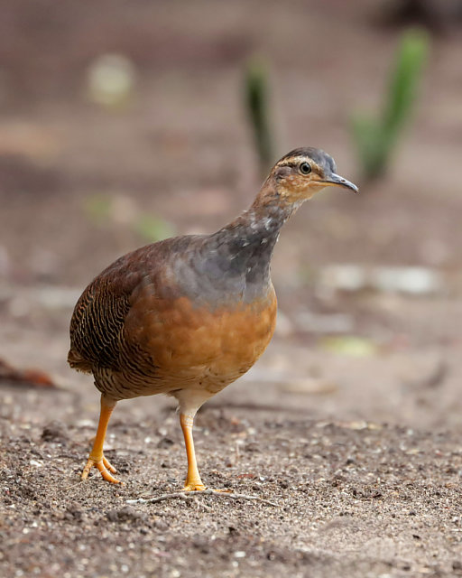 Foto zabelê (Crypturellus zabele) Por Kátia C. Oliveira | Wiki Aves - A ...