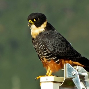 cauré (Falco rufigularis) | WikiAves - A Enciclopédia das Aves do Brasil