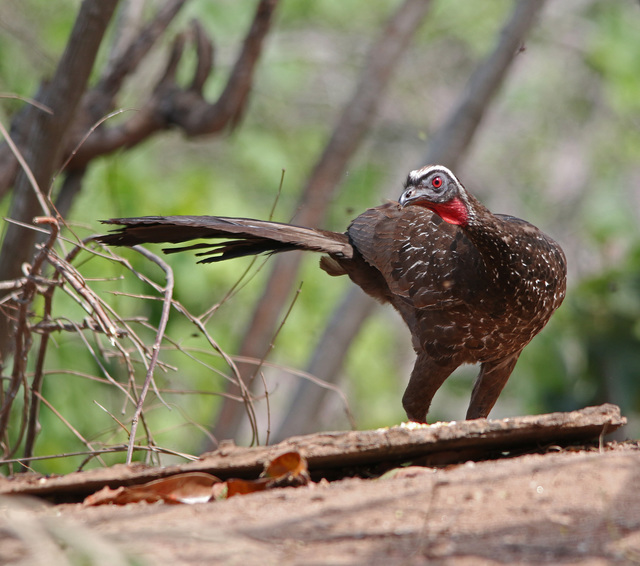 jacucaca (Penelope jacucaca) | WikiAves - A Enciclopédia das Aves do Brasil