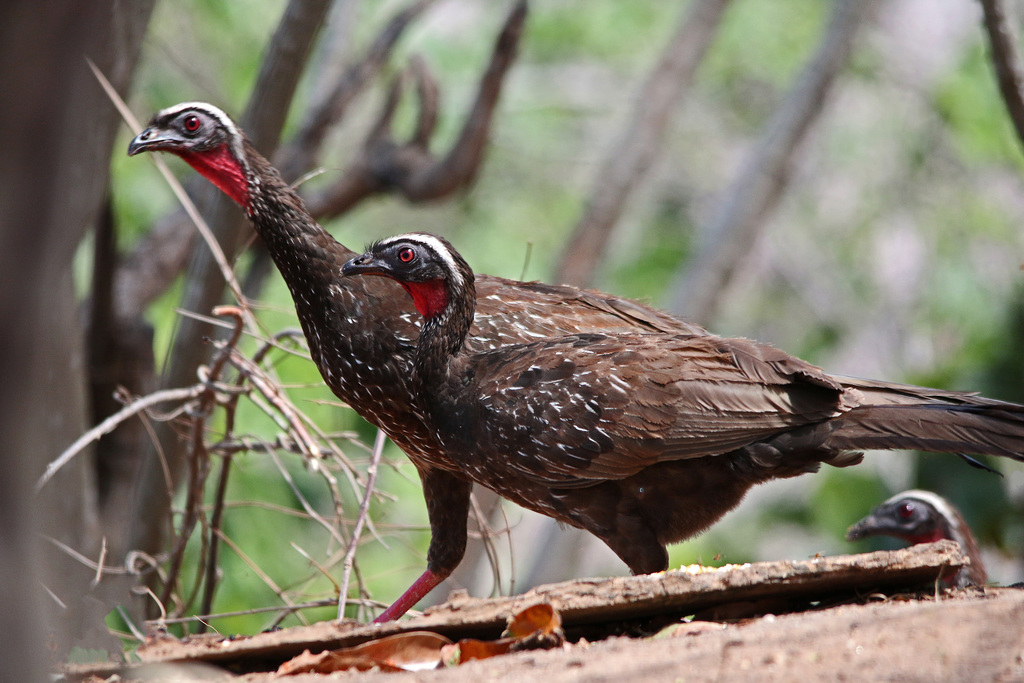 Foto jacucaca (Penelope jacucaca) Por Davi Abreu | Wiki Aves - A ...