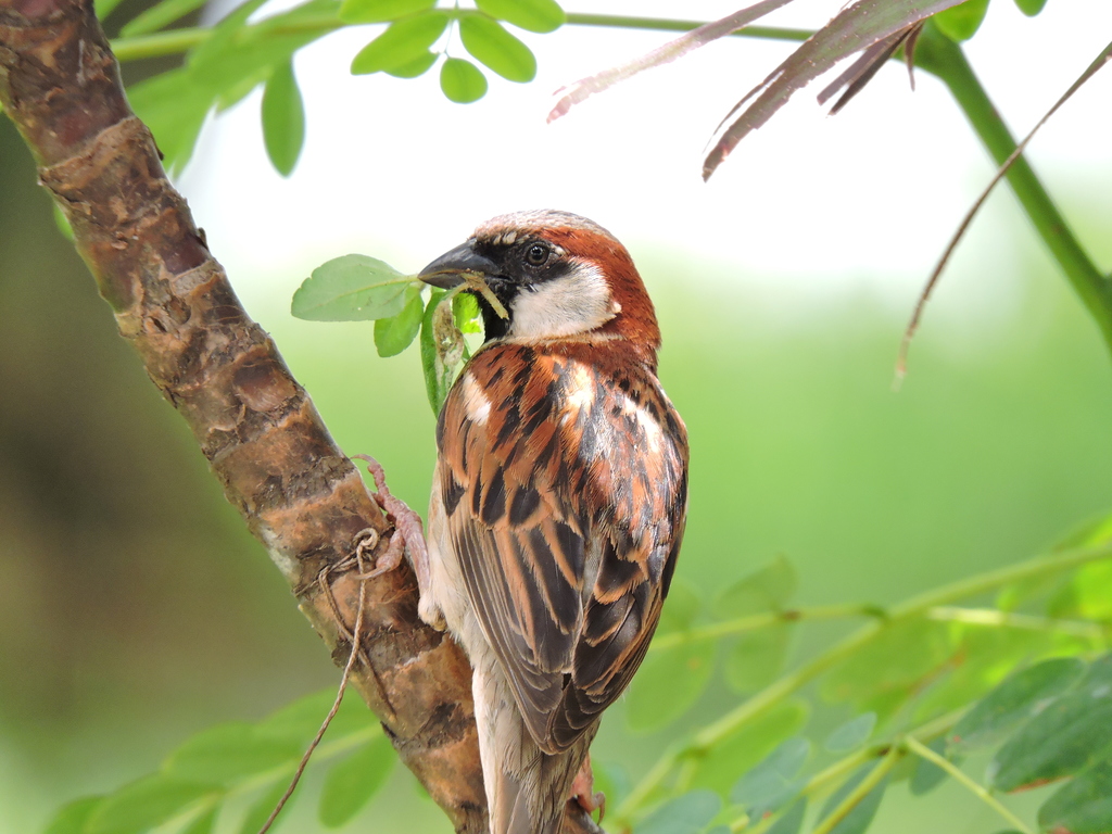 Foto pardal (Passer domesticus) Por Leonardo Mattiuzzi | Wiki Aves - A ...