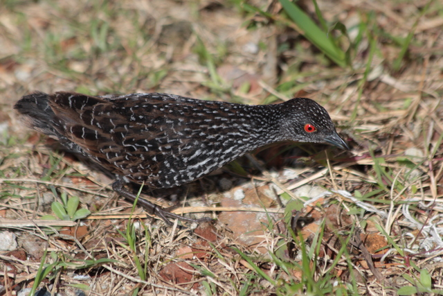 Rallidae | WikiAves - A Enciclopédia das Aves do Brasil