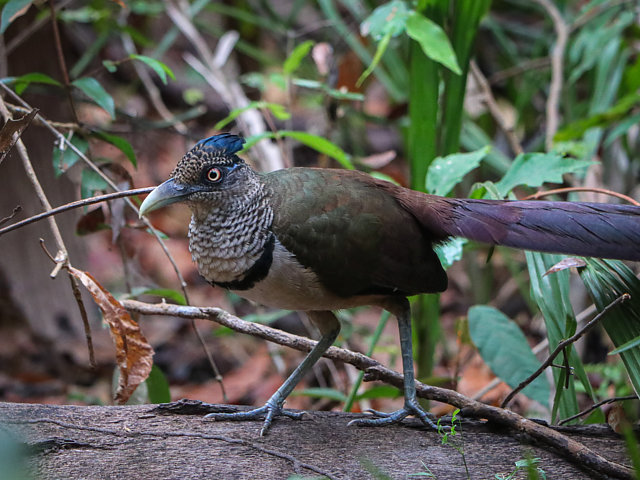 Foto jacu-estalo (Neomorphus geoffroyi) Por Marco R. Costa | Wiki Aves ...