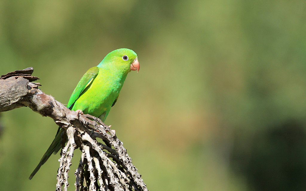 Foto periquito-rico (Brotogeris tirica) Por Itamar Campos | Wiki Aves ...