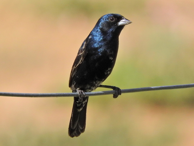 tiziu (Volatinia jacarina) | WikiAves - A Enciclopédia das Aves do Brasil