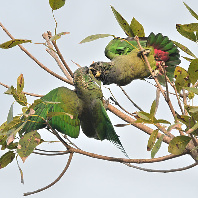 Foto maitaca-verde (Pionus maximiliani) Por Joao Vale | Wiki Aves - A ...