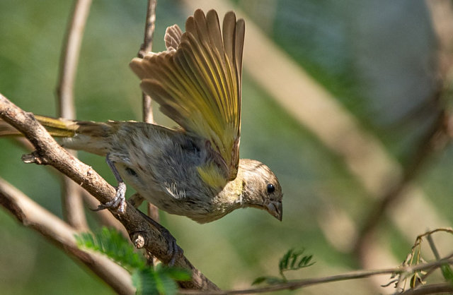 Foto canário-da-terra (Sicalis flaveola) Por José Pireni | Wiki Aves ...