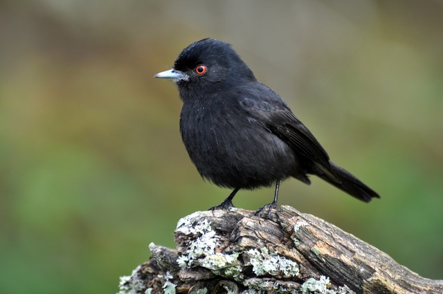 maria-preta-de-bico-azulado (Knipolegus cyanirostris) | WikiAves - A ...