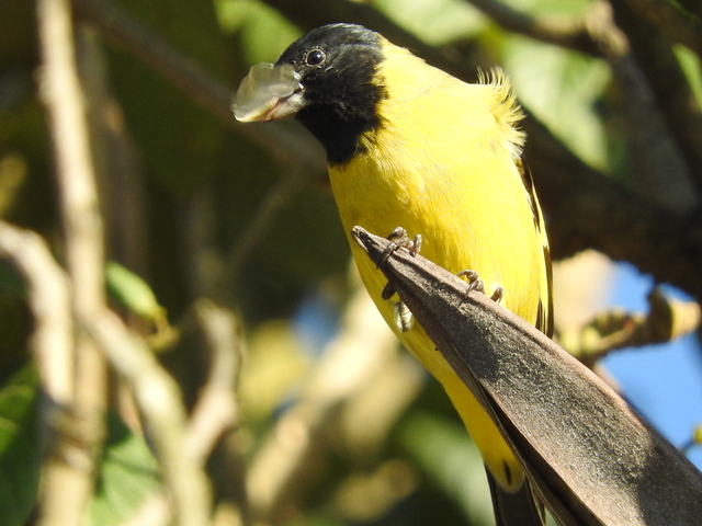Foto pintassilgo (Spinus magellanicus) Por Dáfini Bruno | Wiki Aves - A ...