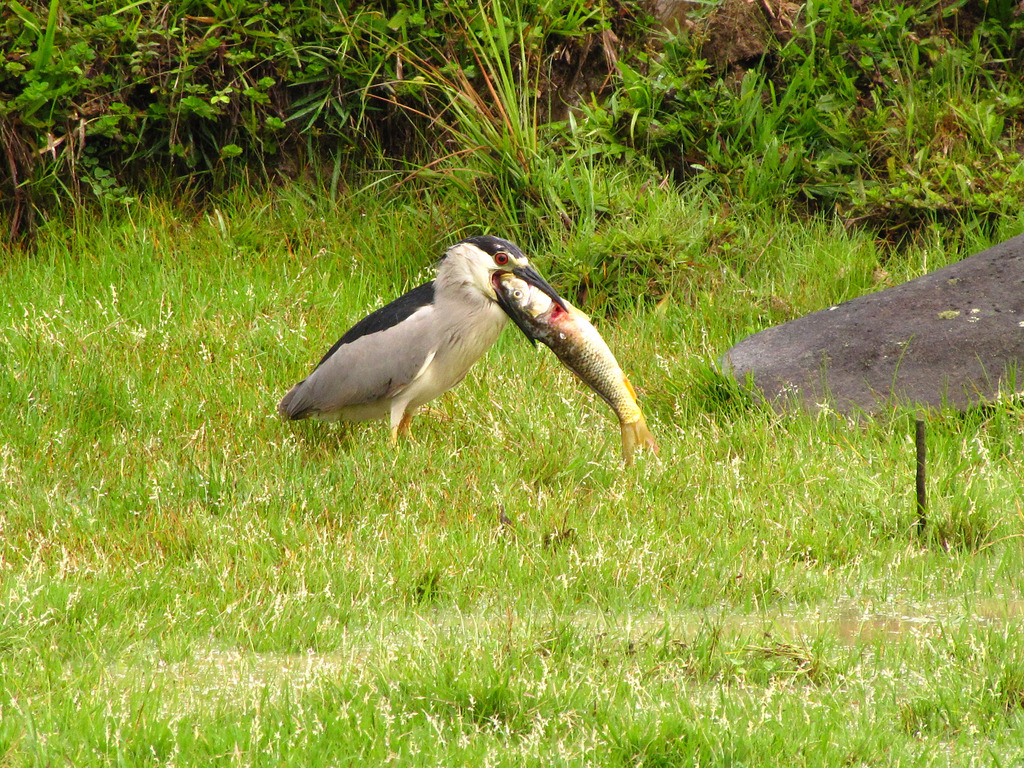 Foto socó-dorminhoco (Nycticorax nycticorax) Por Ivo Kindel | Wiki Aves ...